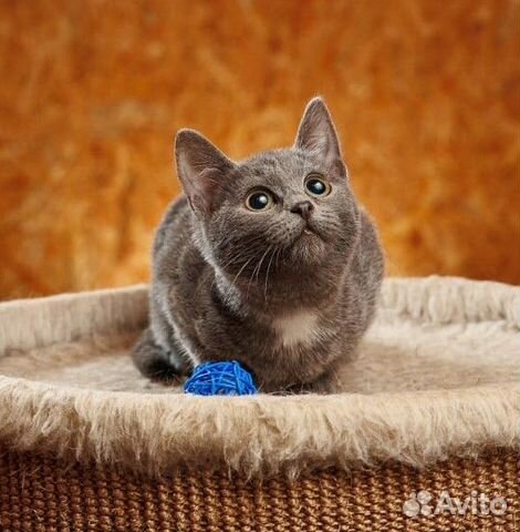 Кошечка Тася в добрые руки