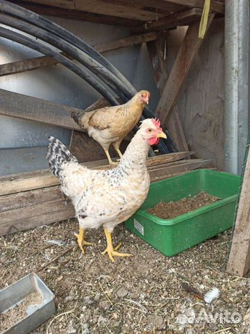 Молодые петухи, возраст 3,5 месяца