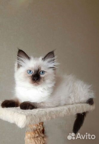 Невское маскарадное чудо