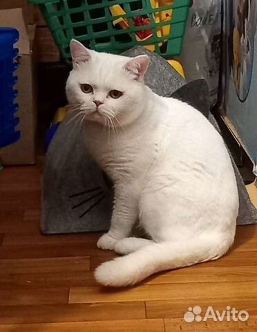 Британский кот вязка
