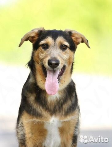 Добрик - просто создан жить дома с семьей и детьми