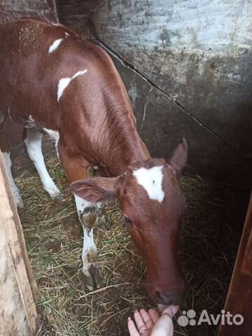 Телёнок телка телята