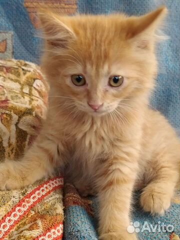 Котик рыжий
