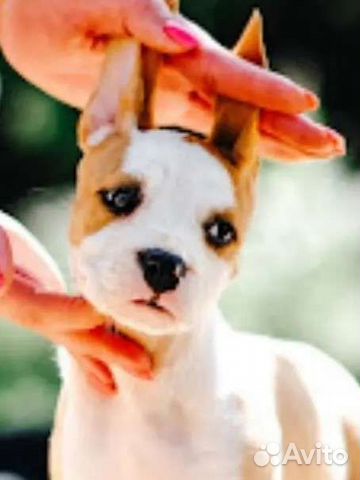 Перспективная девочка ам. Стафф. Терьера