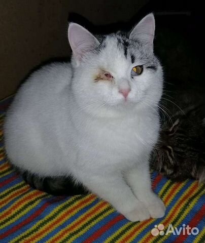 Sosкотик без глазика ищет семью