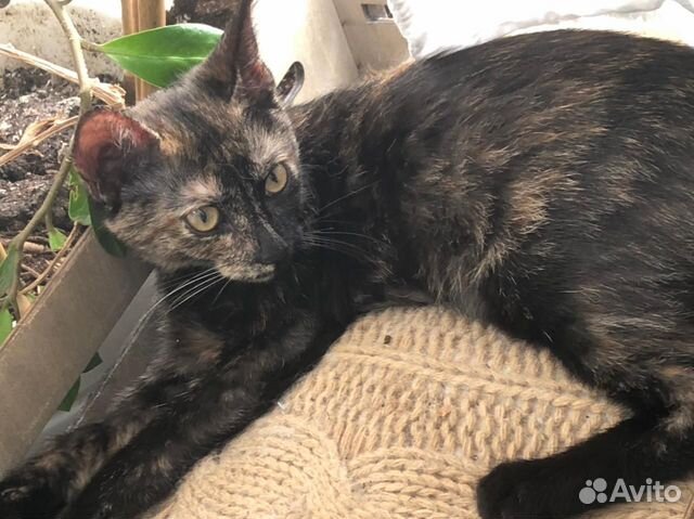 Котенок в добрые руки