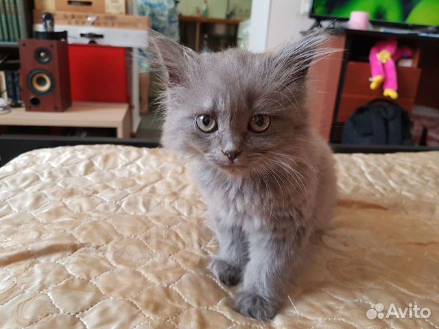 Котенок с приданным