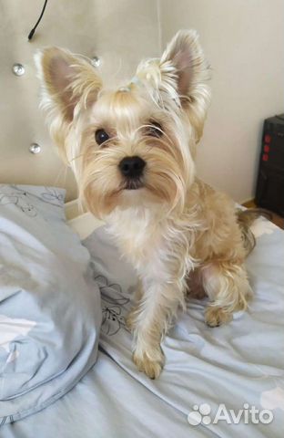 Йоркширский терьер