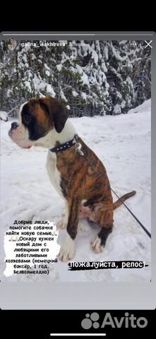 Собаяка ищет дом