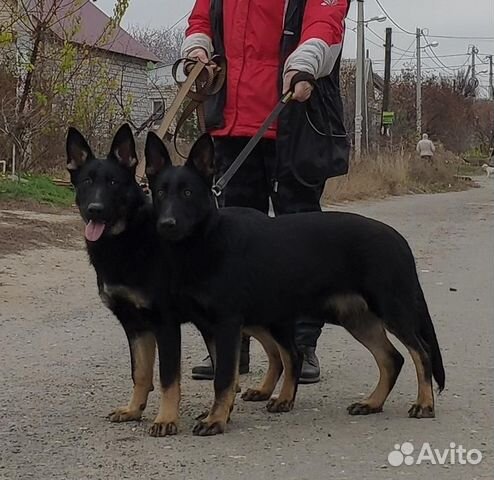 Овчарки вео- отличные,здоровые щенки