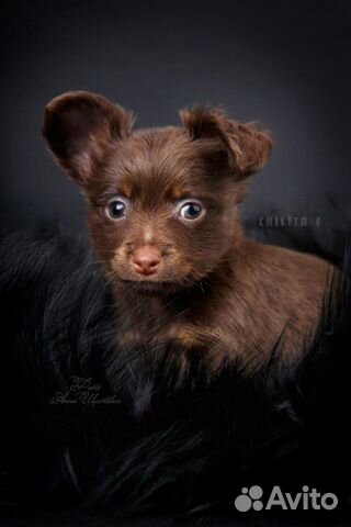 Той-терьер щенки