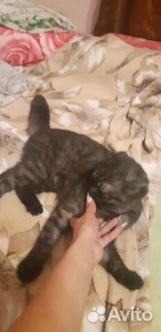 Котик, вислоухий британец