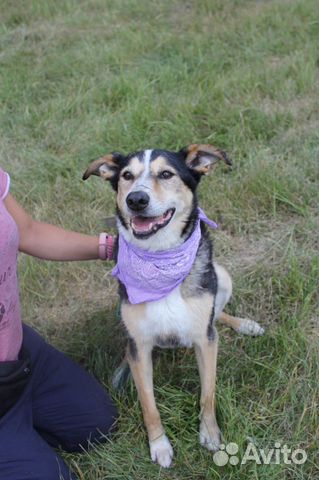 Умнейший Пес Конор ищет семью