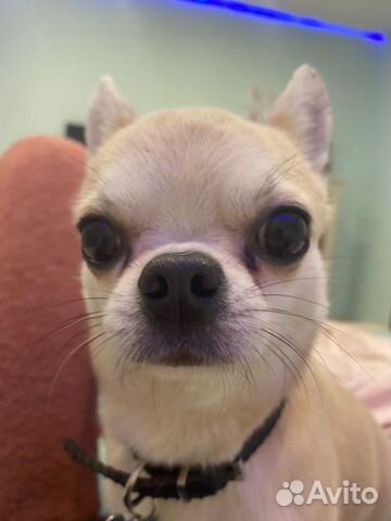 Вязка чихуахуа