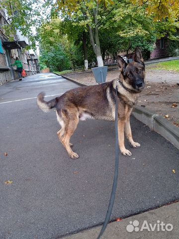 Кабель немец зонарный окрас вязка