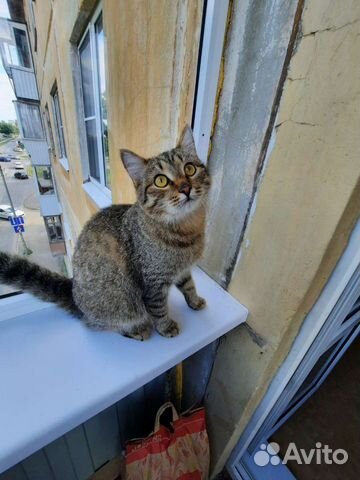 Кот в дорбые руки