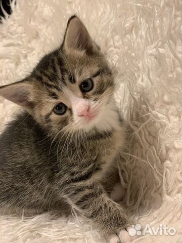Котенок бесплатно в добрые руки