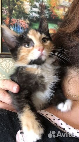 Котенок Трехцветка девочка в дар, в добрые руки