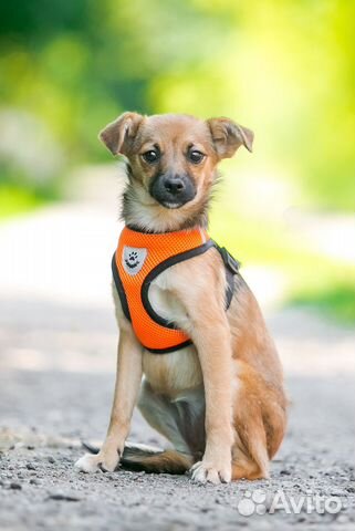 Крошка-щенок в добрые руки