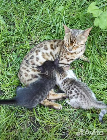 Бенгальские котята в добрые руки