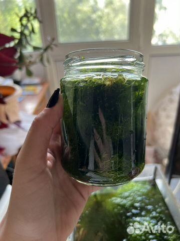 Растения для аквариума