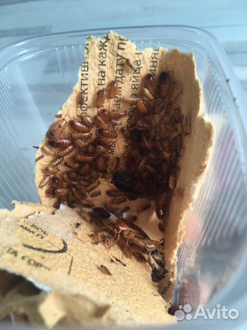 Таракан туркменский