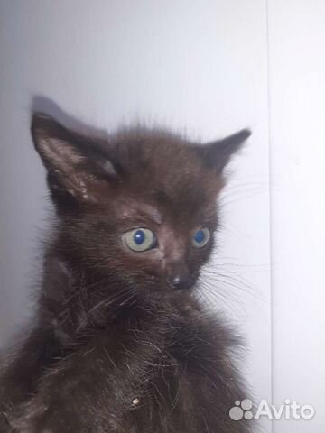 Котёнок