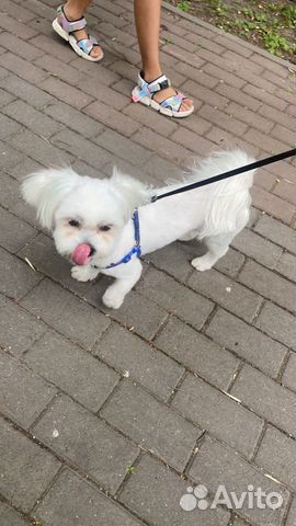 Мальт на вязку