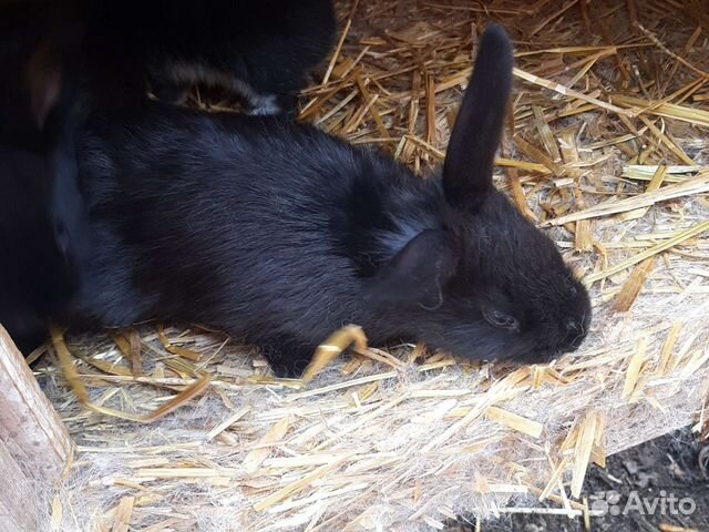 Кполики мясных пород