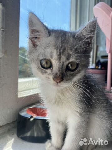 Котёнок по имени Лексус