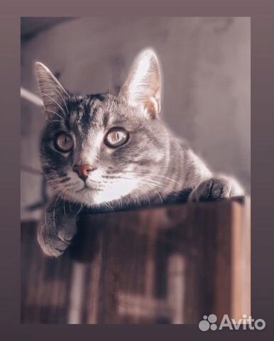 Кошка