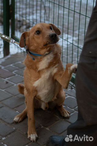 Маленькая собака