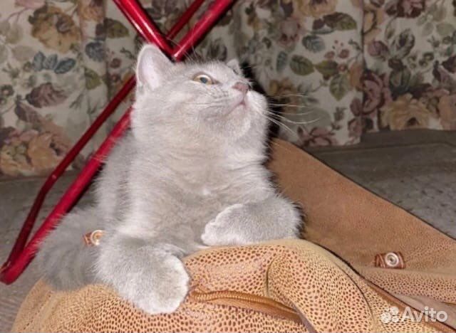Британский котенок (девочка)