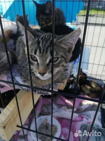 Котёнок 2 месяца в хорошие, добрые руки бесплатно