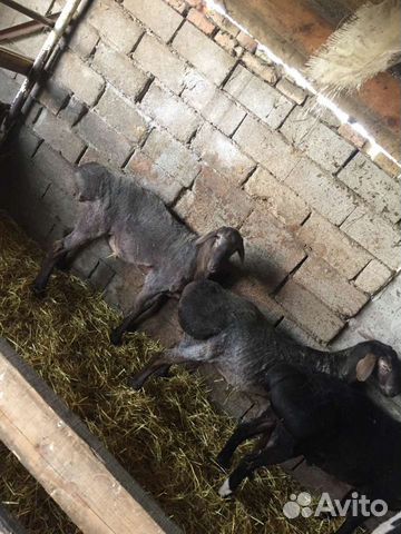 Бараны на племя