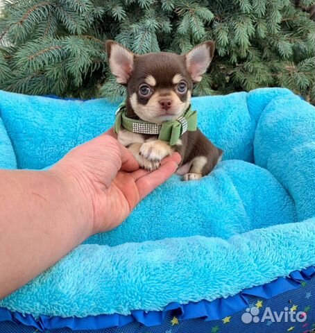 Чихуахуа Шоколадный принц с документами. Видео