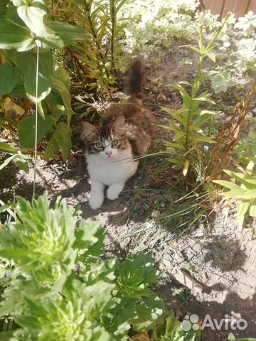 Котёнок в добрые руки