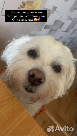 Кабель для вязки мальтезе