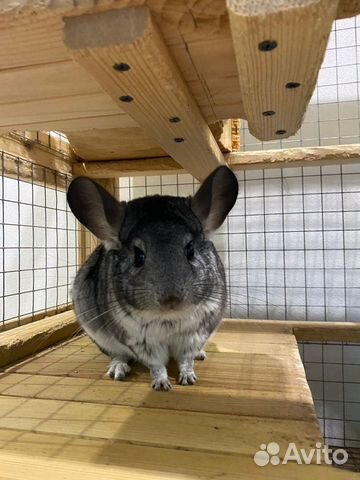Две шиншиллы с клеткой