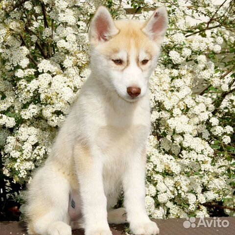 Сибирский хаски