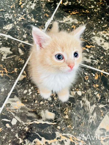 Маленький рыжик в добрые руки