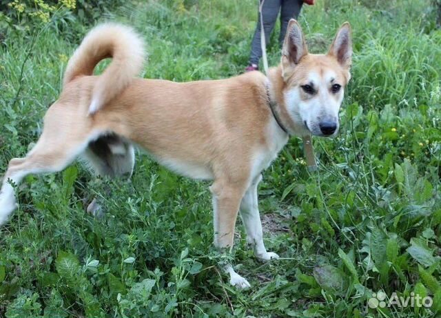 Пёс Лис ищет хозяина. Отдадим в хорошие руки