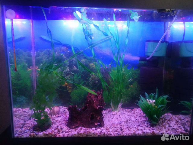 Аквариум