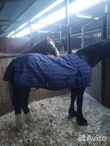 Попона для лошади