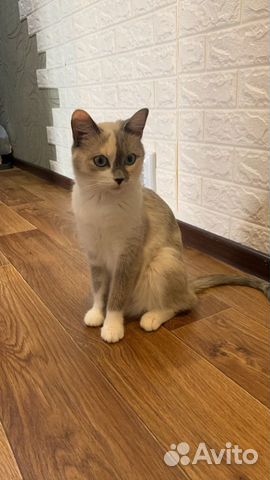 Кошка голубоглазая