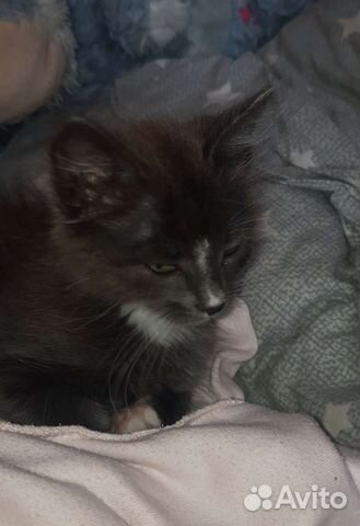 Отдам котенка в добрые руки бесплатно
