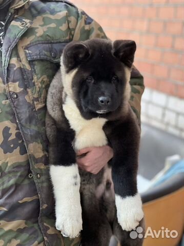 Кобель амер акиты