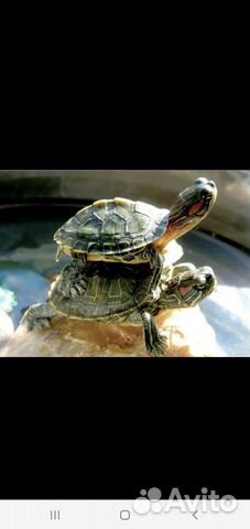 Черепашки красноухие