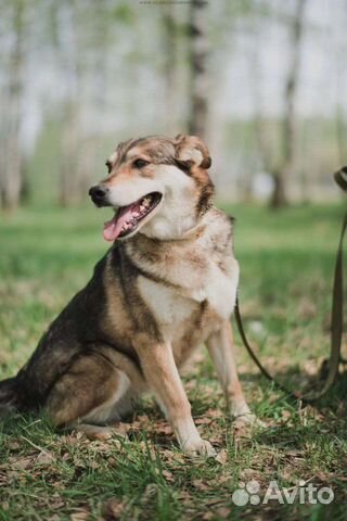 Нежная Лада скучает в приюте