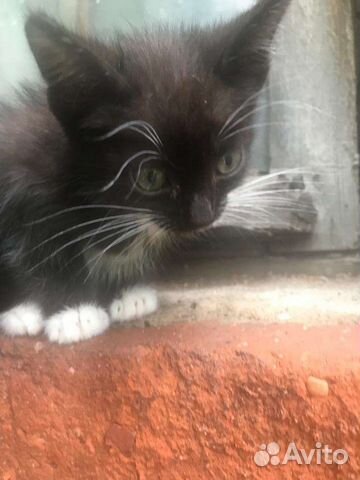 Котенок малыш 1 мес в дар